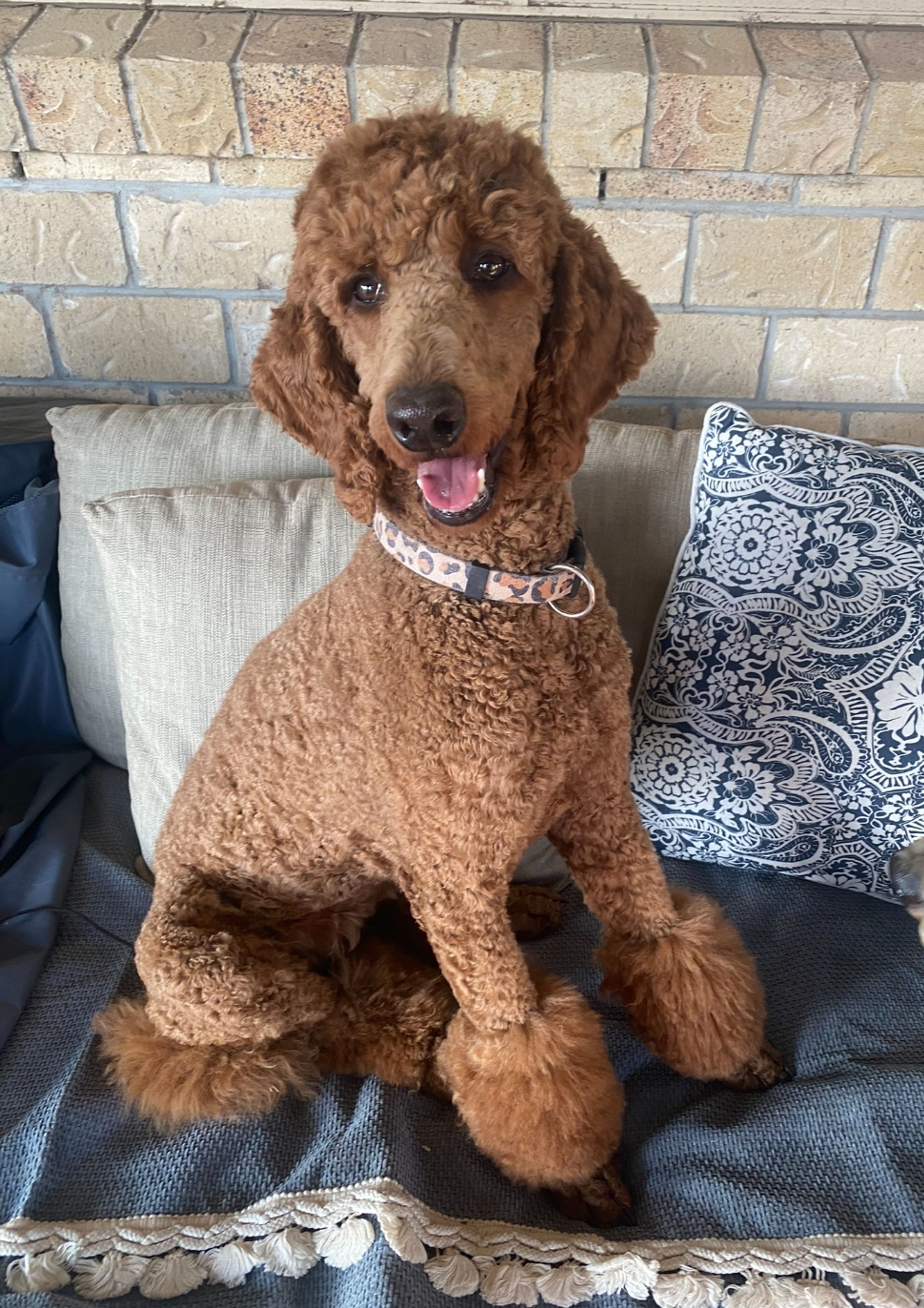 Parfaite Standard Poodles, responsible breeder in Queensland - RightPaw