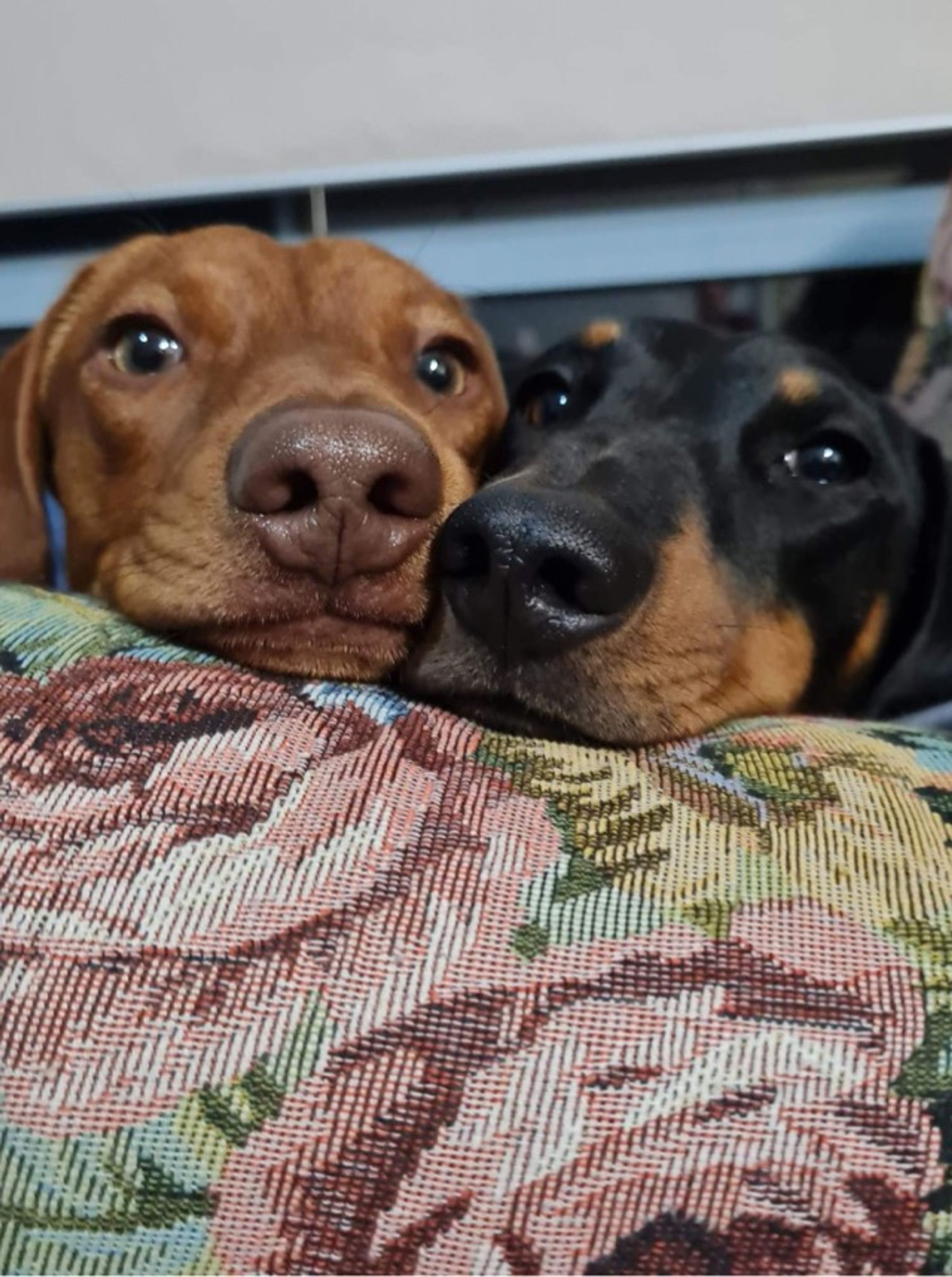 Elkonie Mirri Mini Dachshunds, responsible breeder in New South Wales - RightPaw