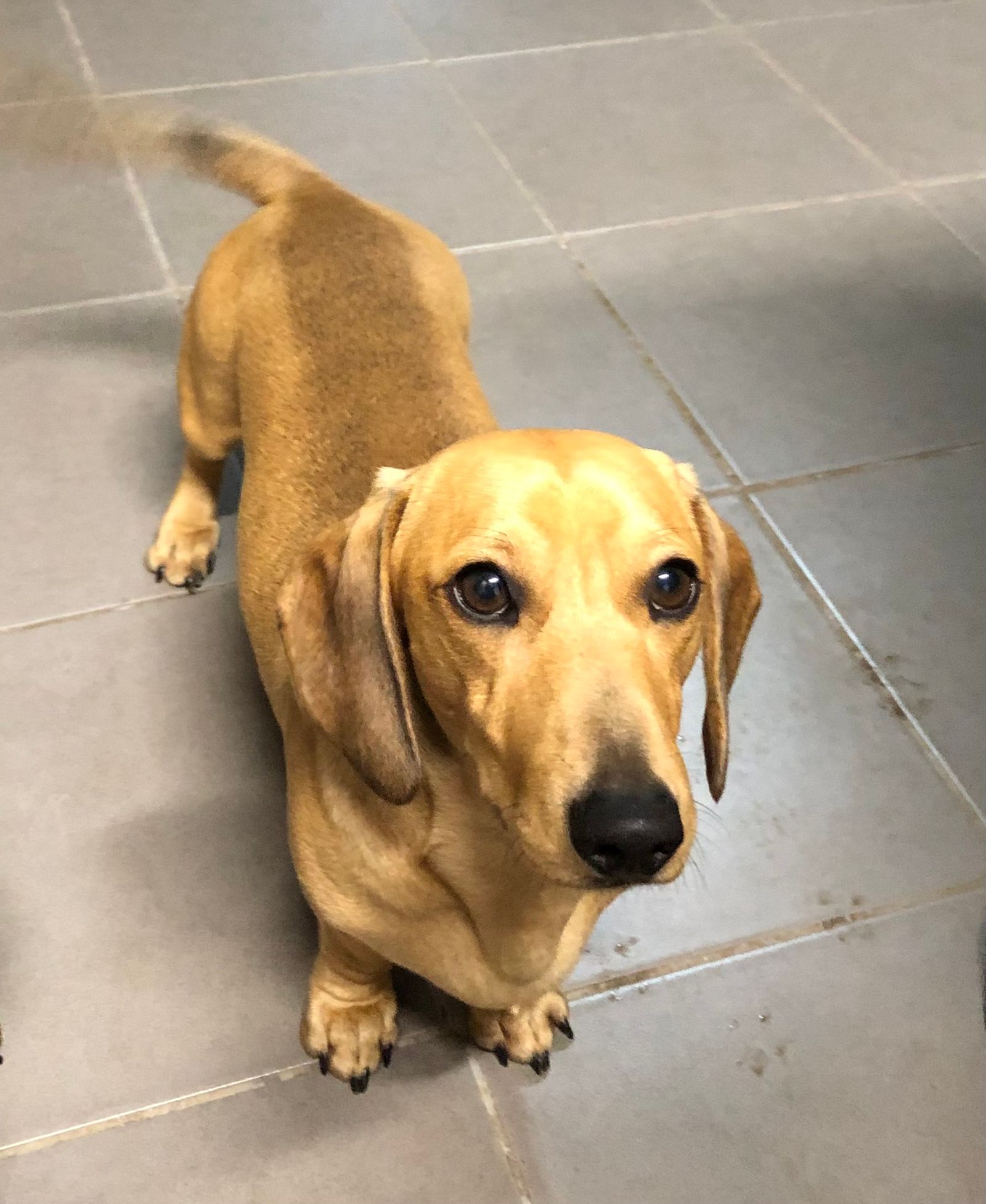 Elkonie Mirri Mini Dachshunds, responsible breeder in New South Wales - RightPaw