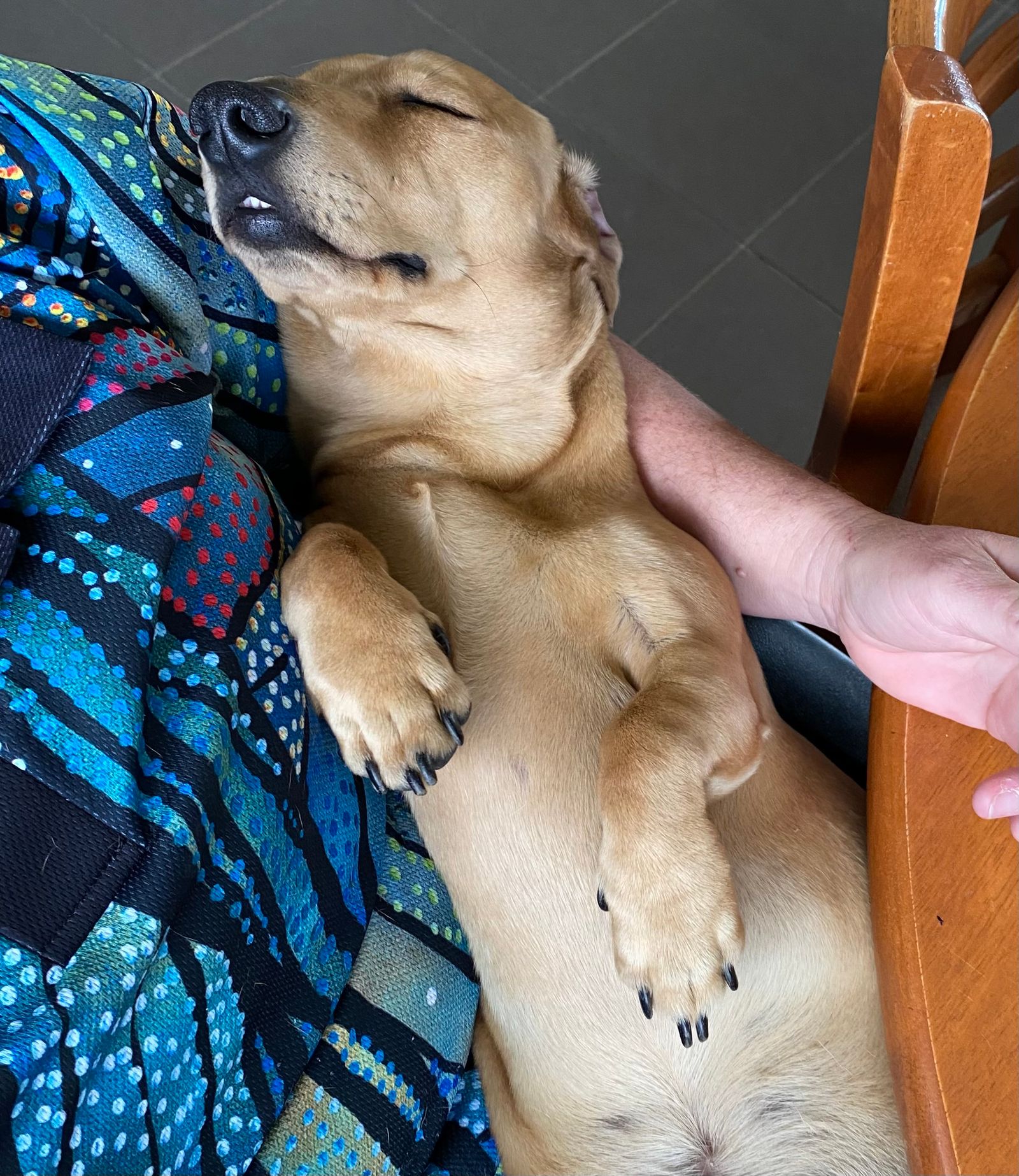 Elkonie Mirri Mini Dachshunds, responsible breeder in New South Wales - RightPaw