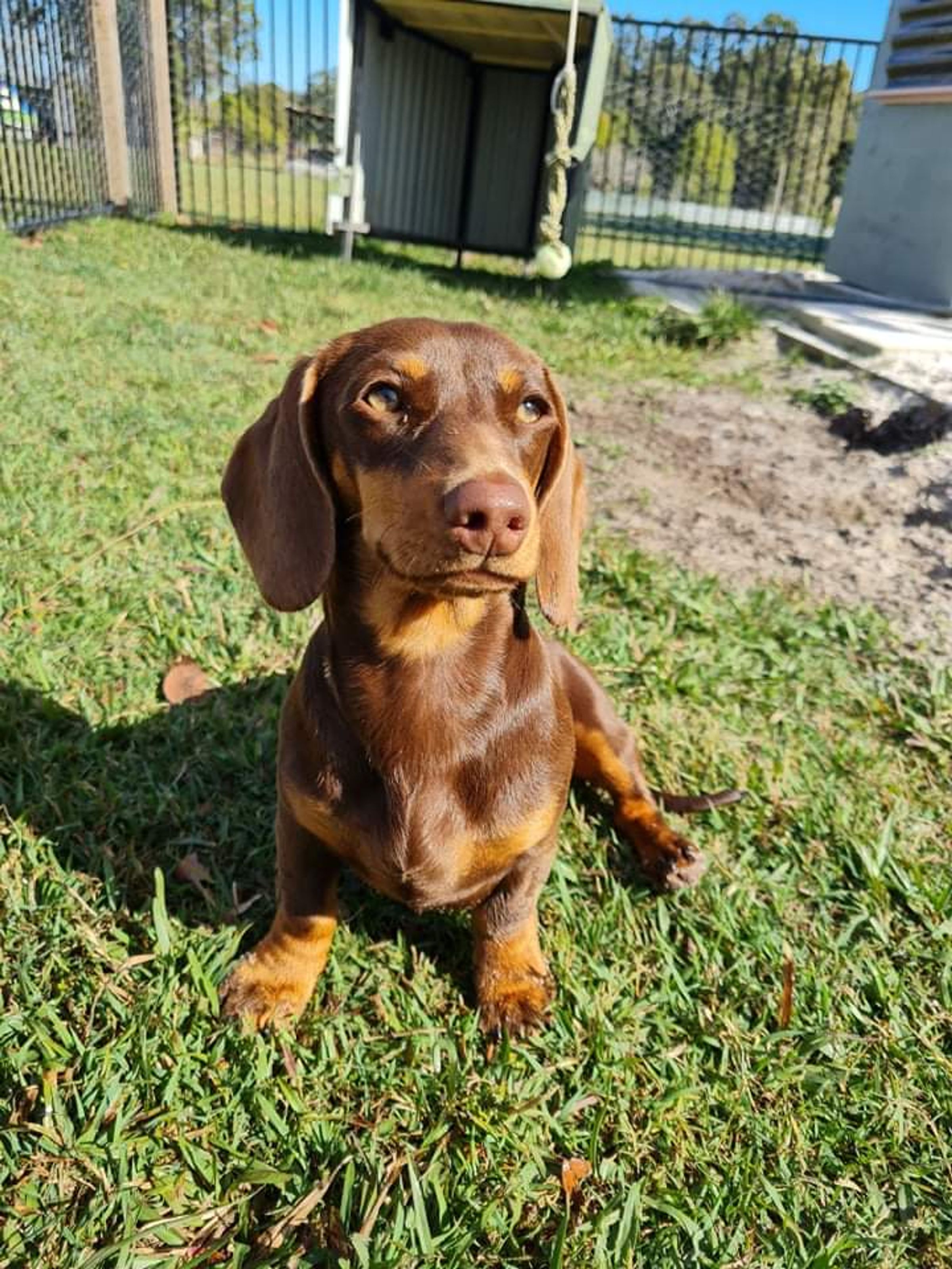 Elkonie Mirri Mini Dachshunds, responsible breeder in New South Wales - RightPaw
