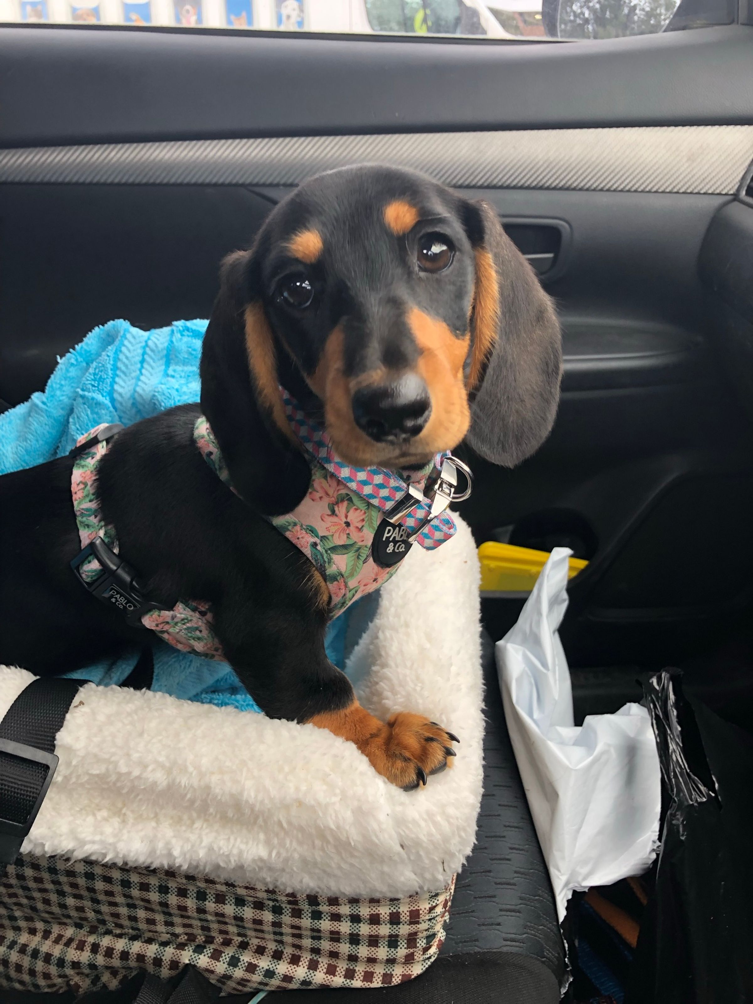 Elkonie Mirri Mini Dachshunds, responsible breeder in New South Wales - RightPaw