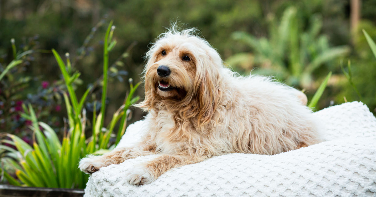 Manny Park Puppies - Groodles & Ultra Groodles, responsible breeder in ...
