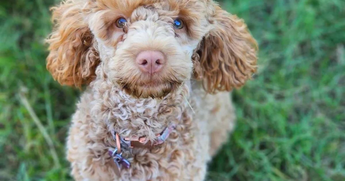 Cherished Spoodles, responsible breeder in Queensland - RightPaw