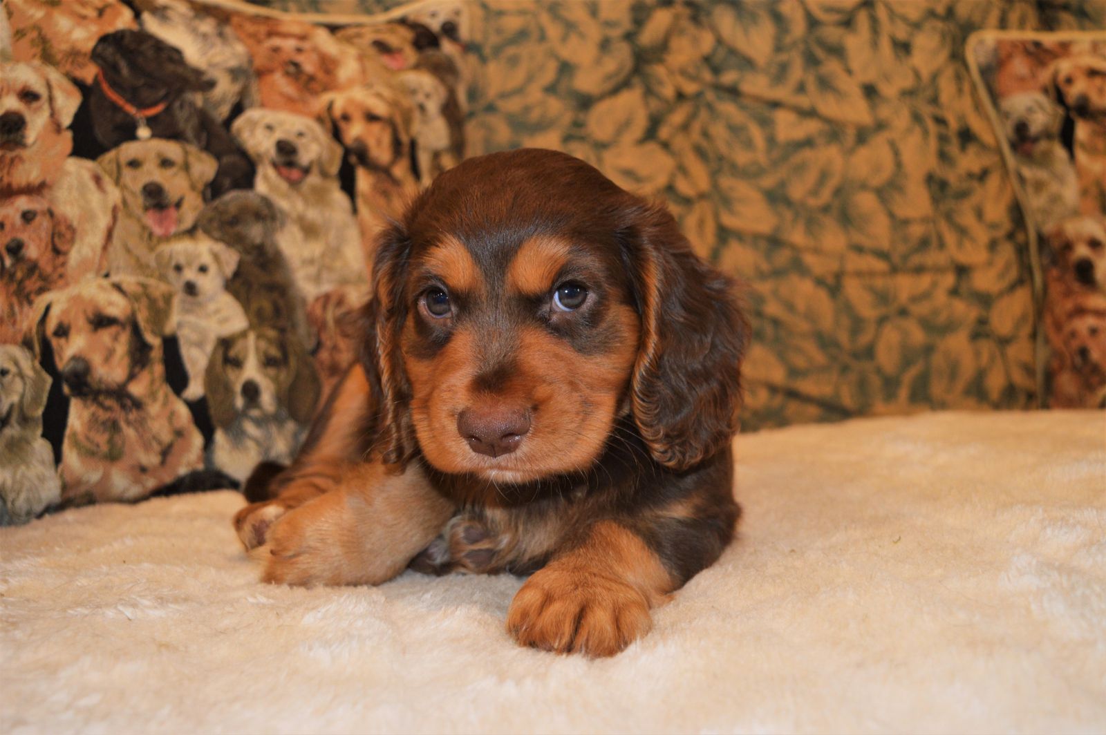 Fyrebourne Working Cocker Spaniels (ANKC pedigree), responsible breeder ...