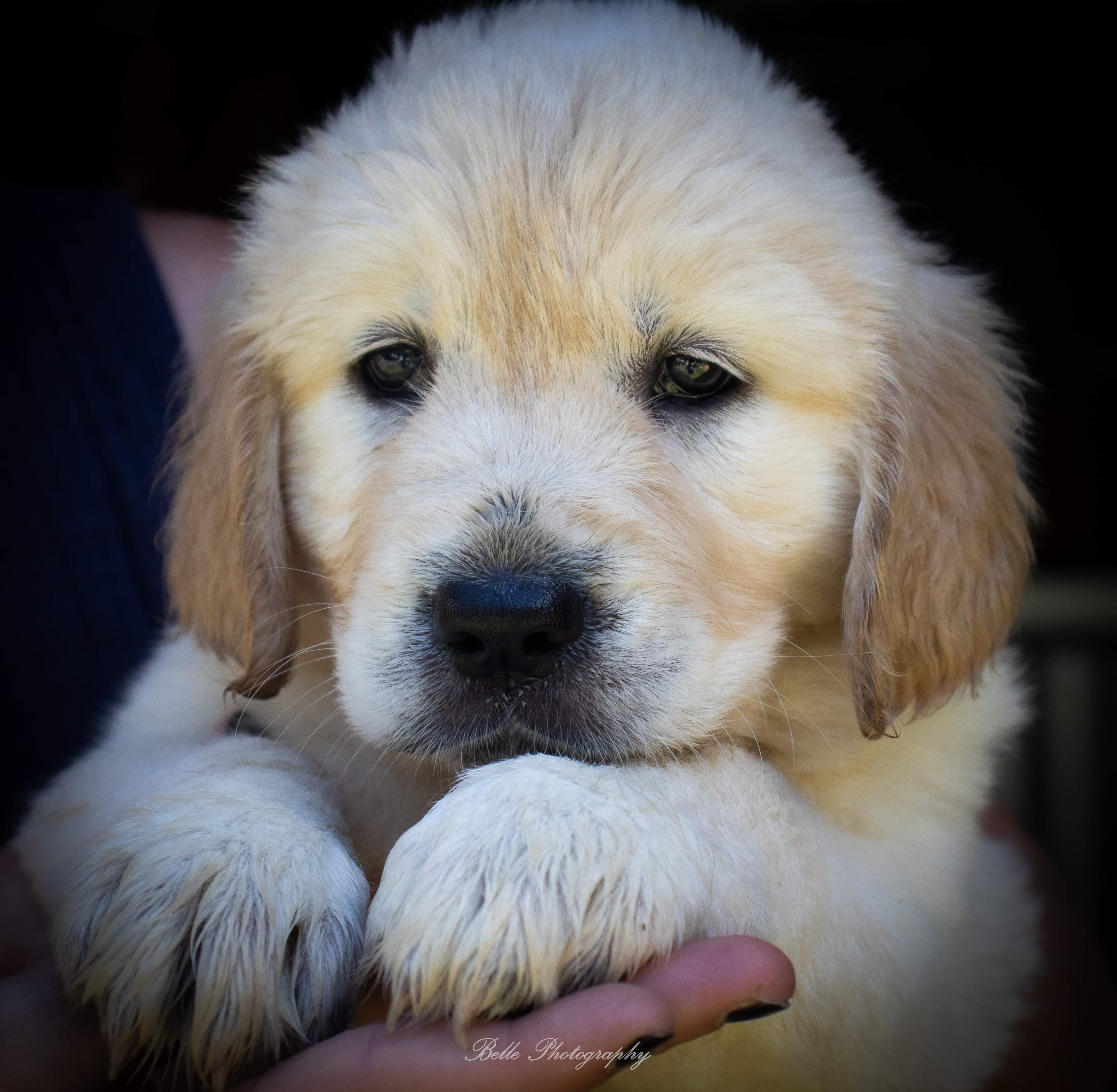 Golden Retrievers Puppies With Blue Eyes