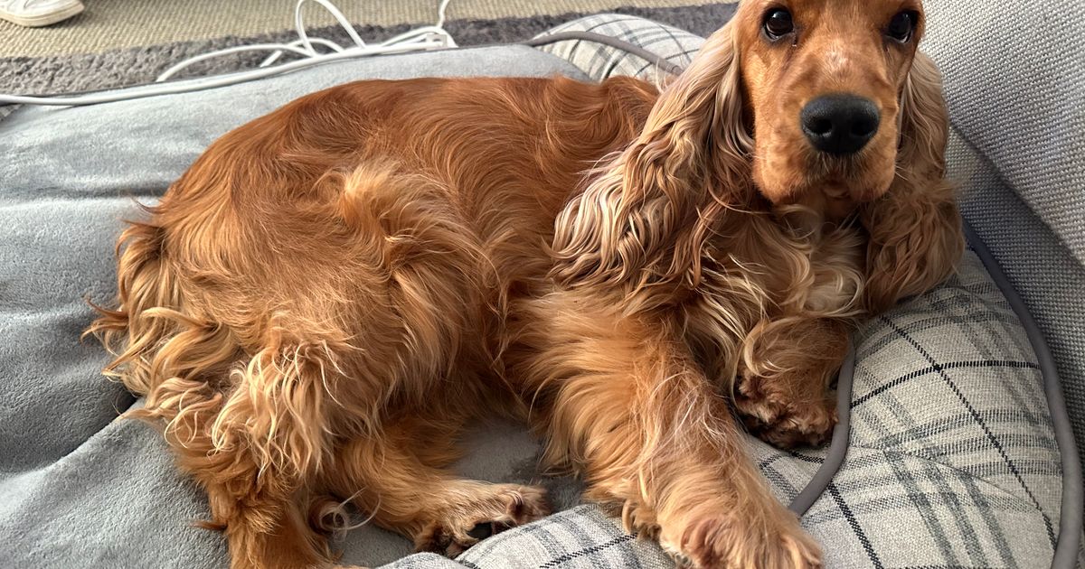 Goldendayze Cocker Spaniels DOGS AUSTRALIA (ANKC), responsible breeder ...