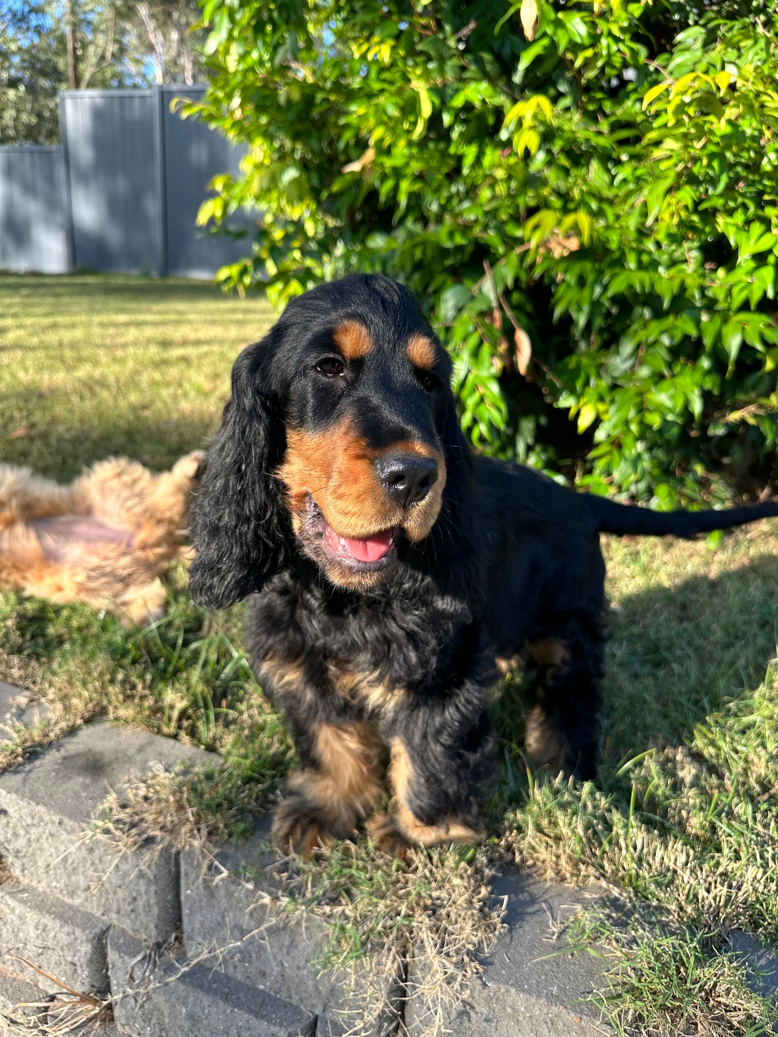 Goldendayze Cocker Spaniels DOGS AUSTRALIA (ANKC), responsible breeder ...