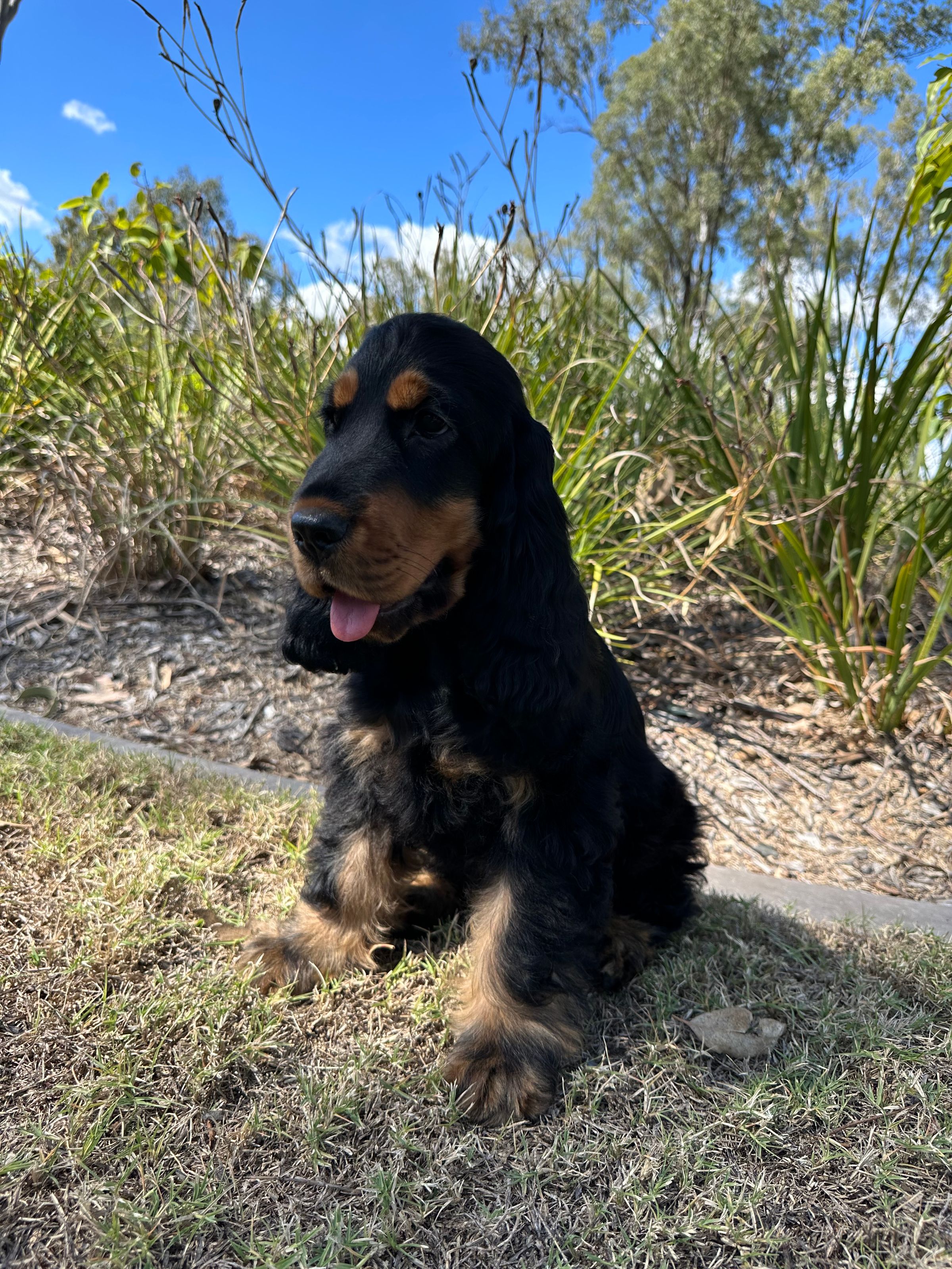 Goldendayze Cocker Spaniels DOGS AUSTRALIA (ANKC), responsible breeder ...