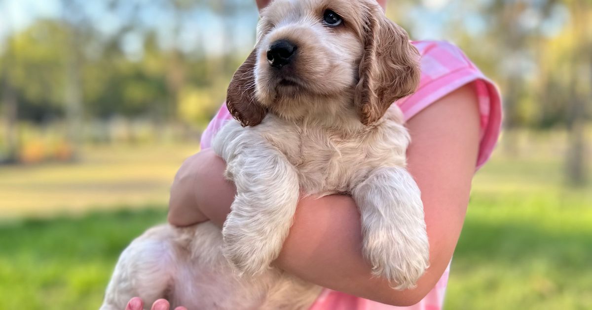 Goldendayze Cocker Spaniels DOGS AUSTRALIA (ANKC), responsible breeder ...