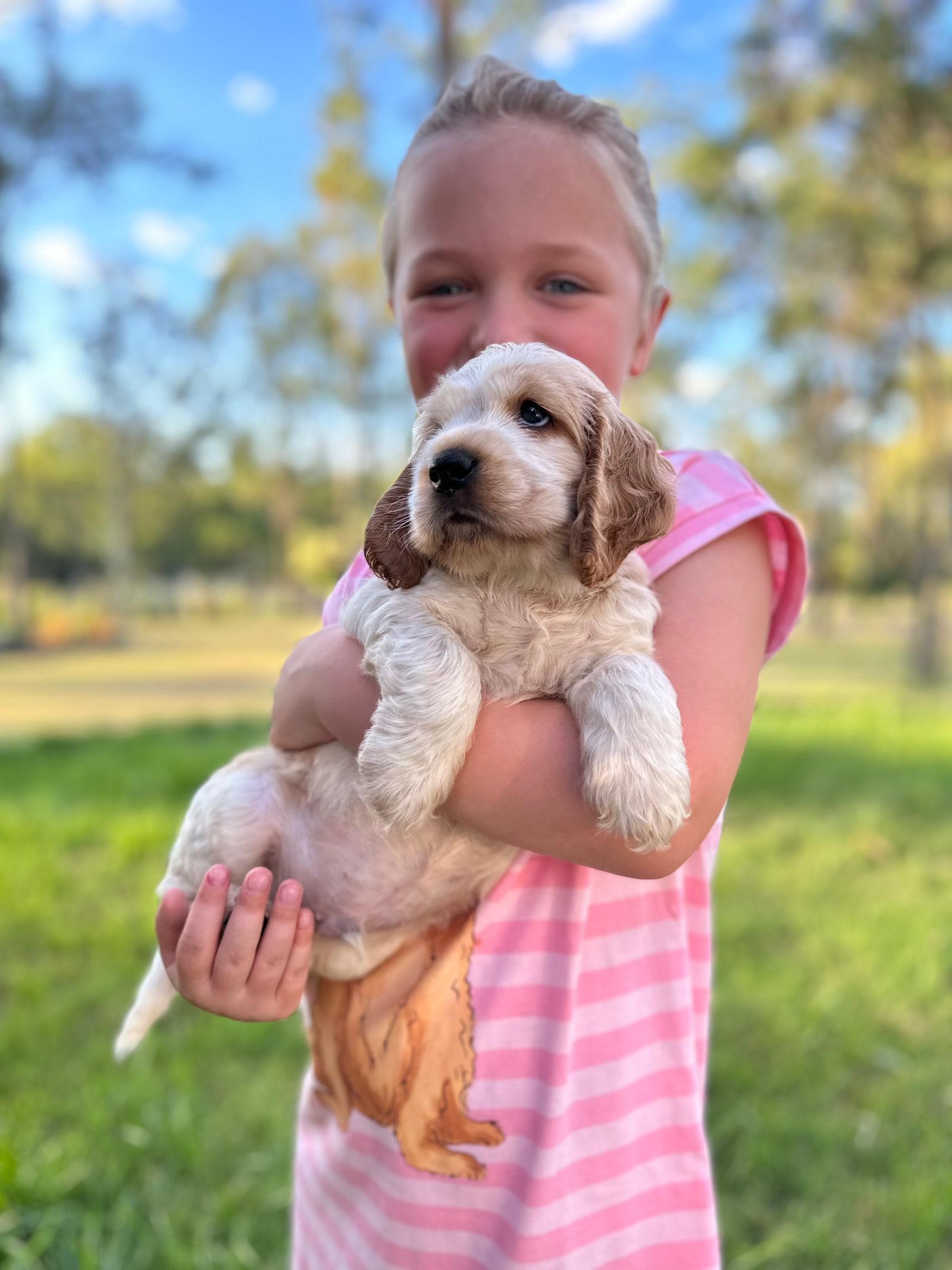Goldendayze Cocker Spaniels DOGS AUSTRALIA (ANKC), responsible breeder ...