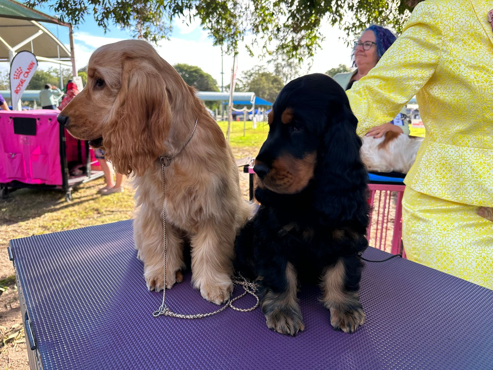 Goldendayze Cocker Spaniels DOGS AUSTRALIA (ANKC), responsible breeder ...