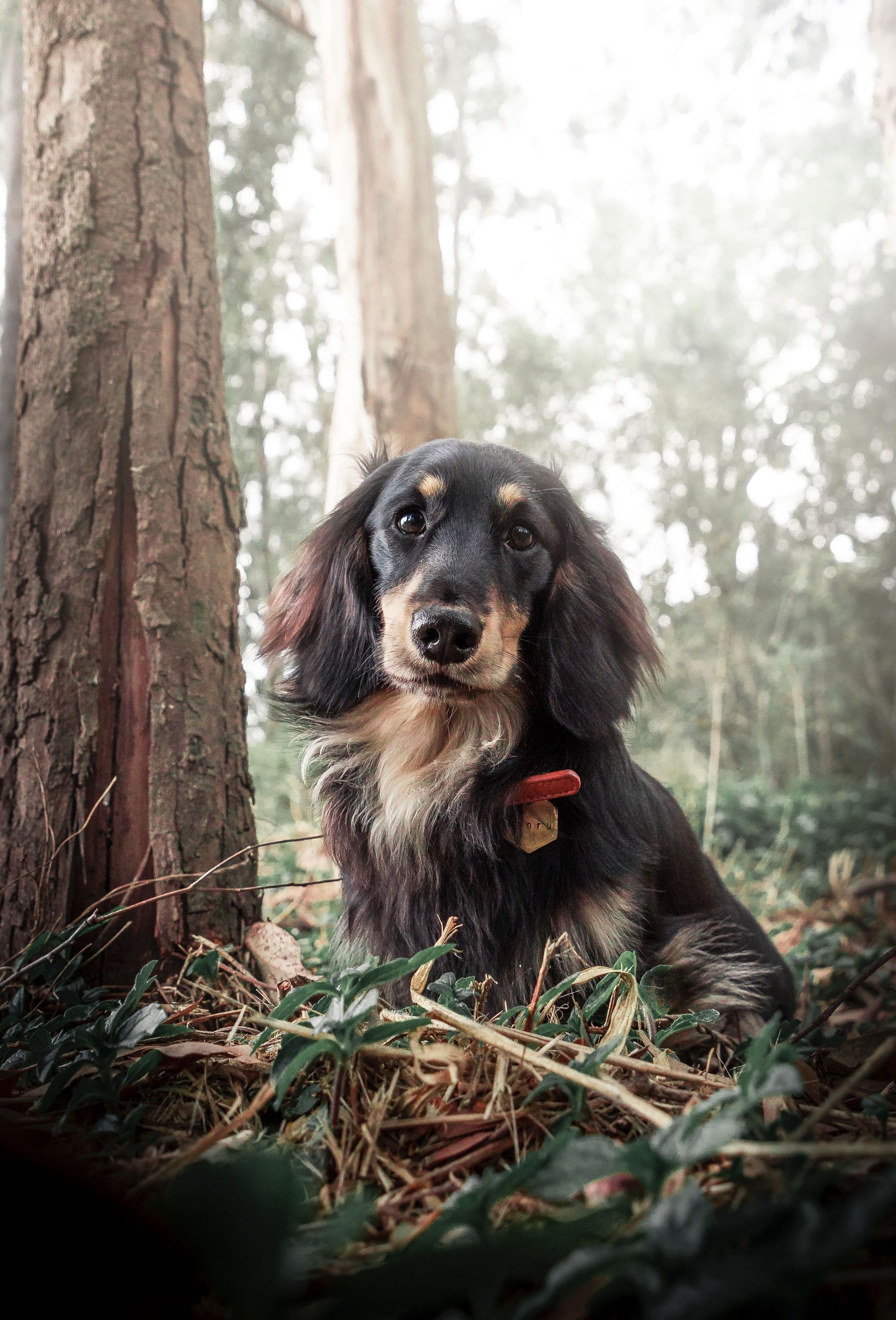 Henry's Hounds, responsible breeder in Queensland - RightPaw