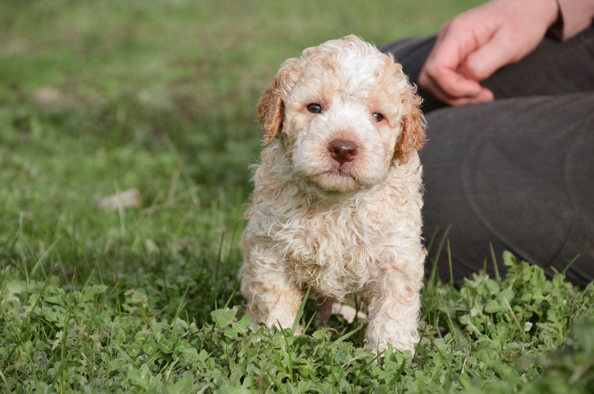 Ludivine Lagotto Romagnolos, responsible breeder in Victoria - RightPaw