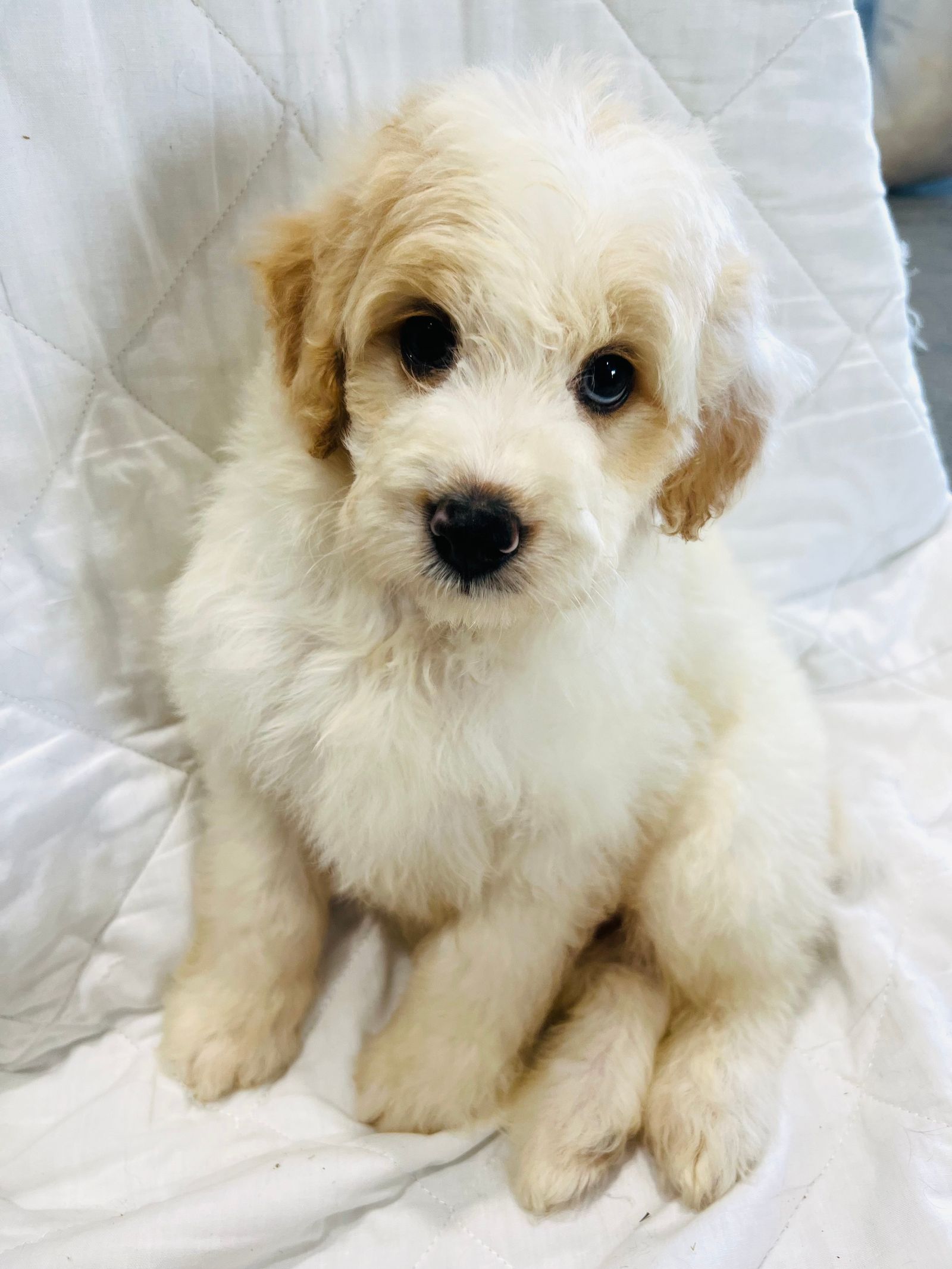 Manny Park Puppies - Bordoodles, responsible breeder in Queensland ...