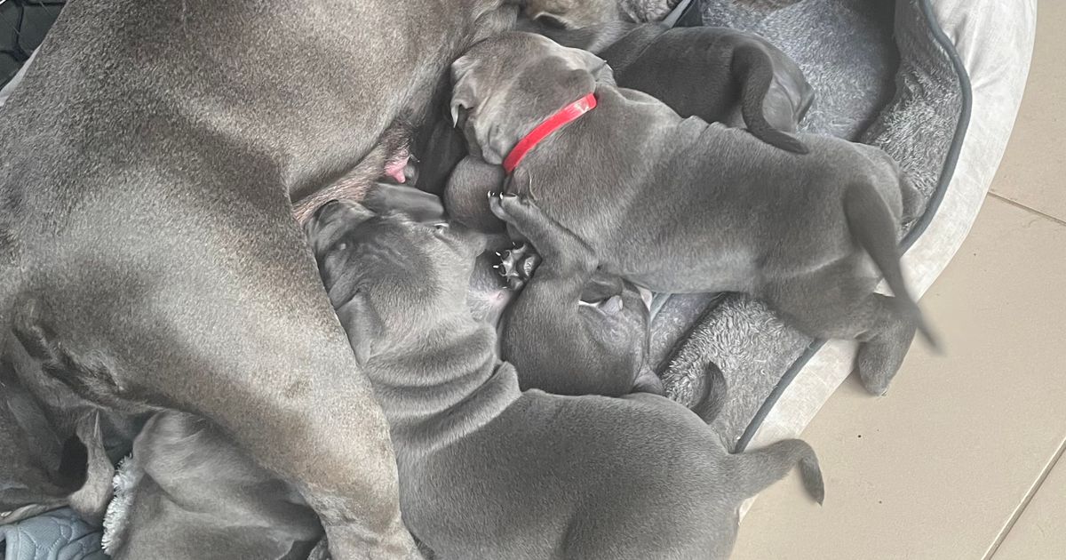 Staffys & Snags Staffordshire Bull Terriers, responsible breeder in ...