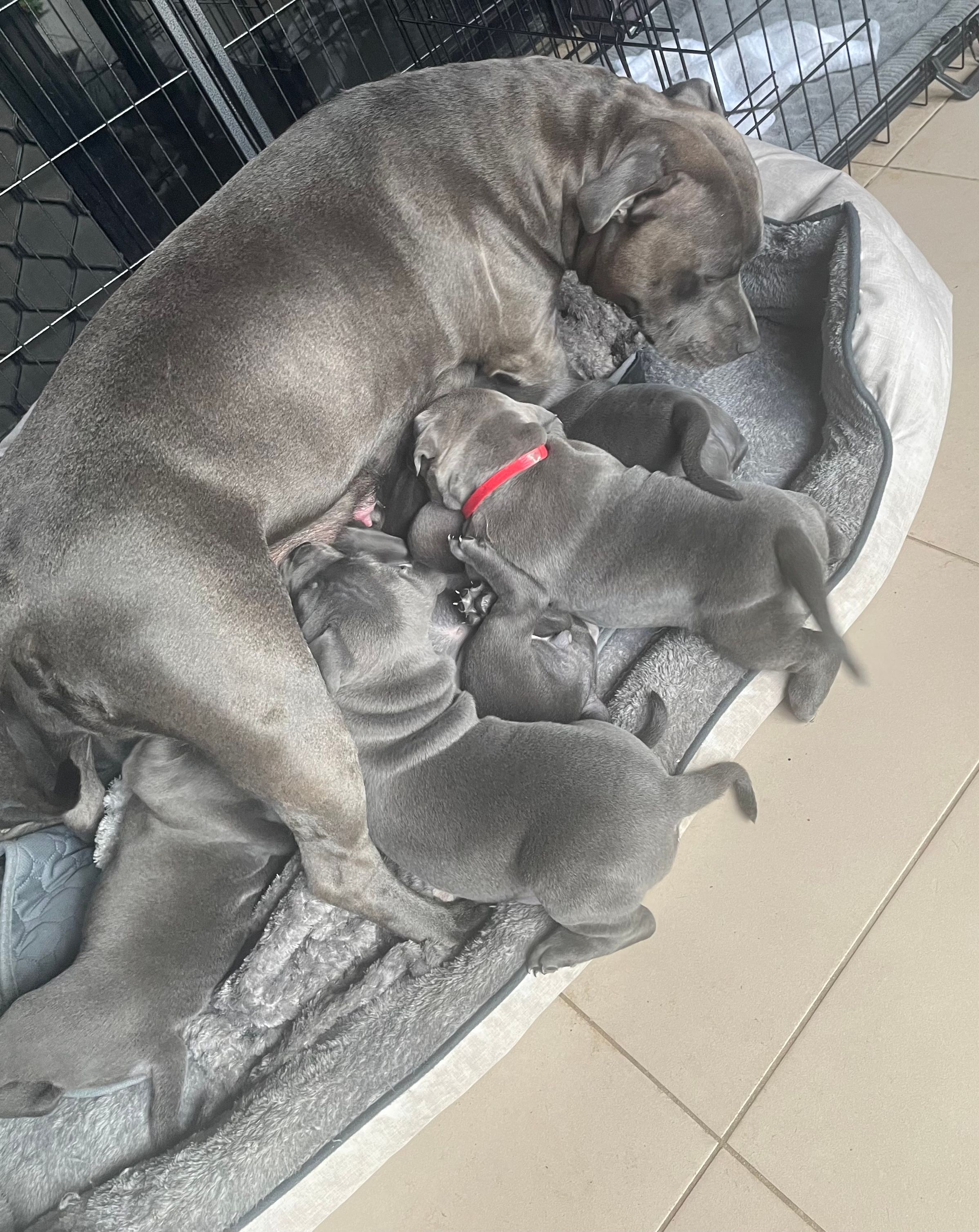 Staffys & Snags Staffordshire Bull Terriers, responsible breeder in ...