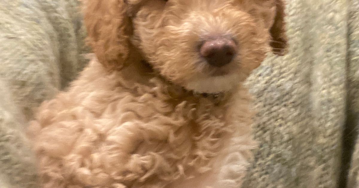 Lofty Lowlands Pups - Lagotto Romagnolo x Poodle puppies., responsible ...