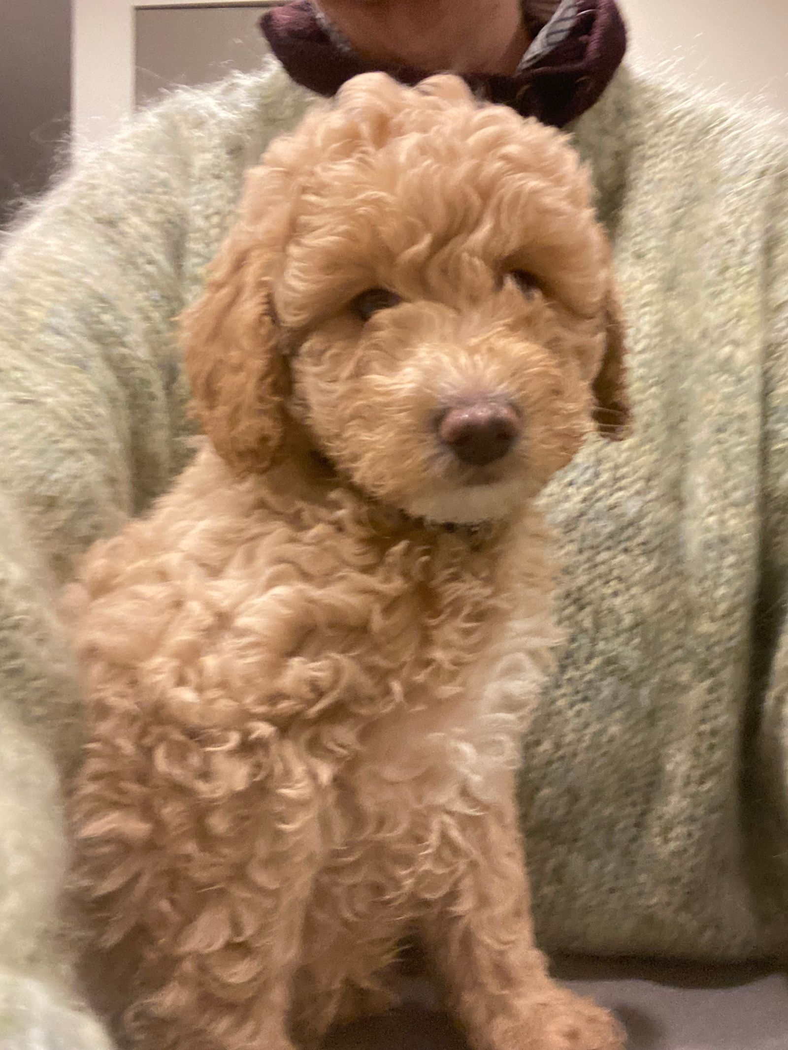 Lofty Lowlands Pups - Lagotto Romagnolo x Poodle puppies., responsible ...