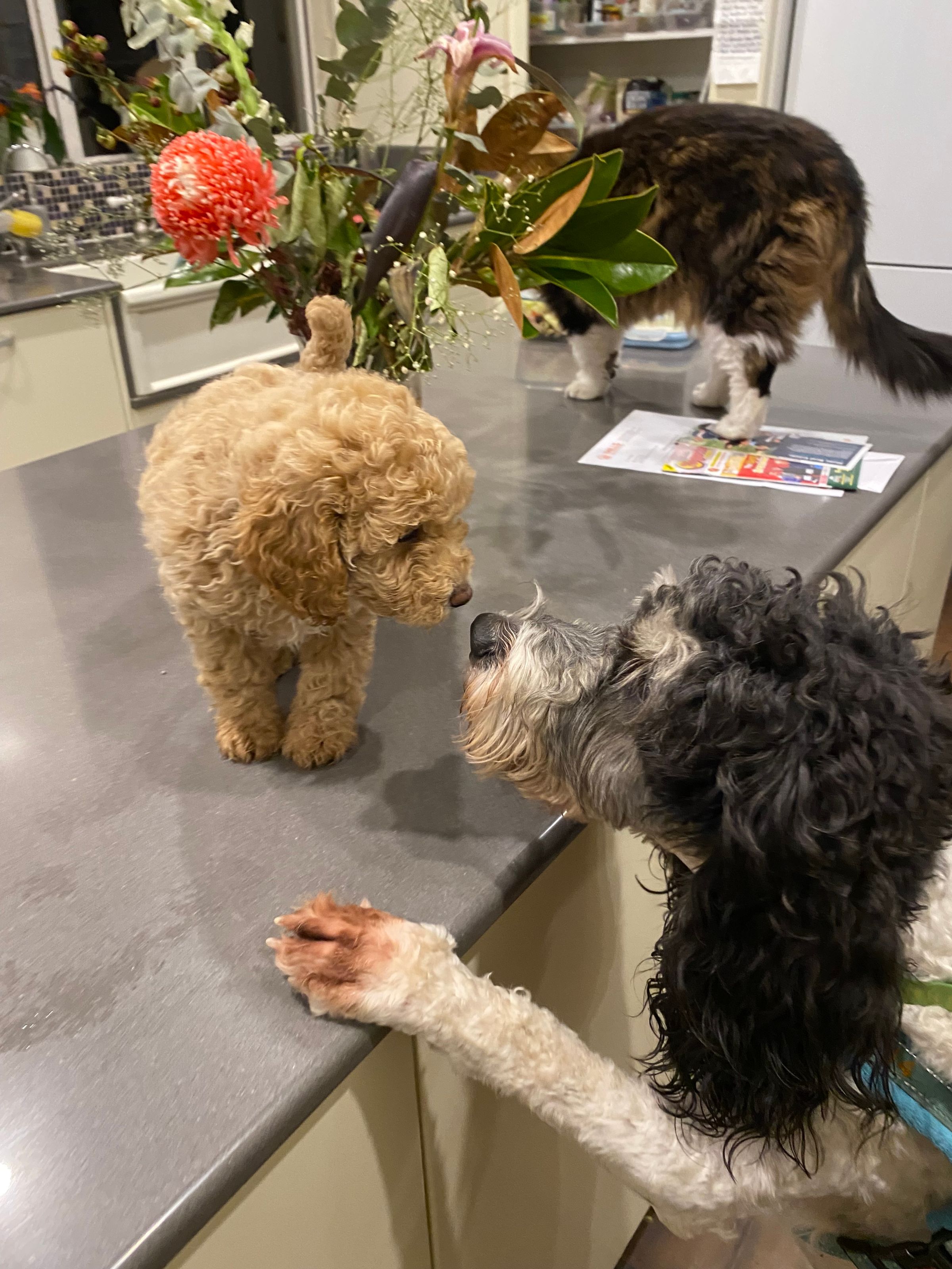 Lofty Lowlands Pups - Lagotto Romagnolo x Poodle puppies., responsible ...