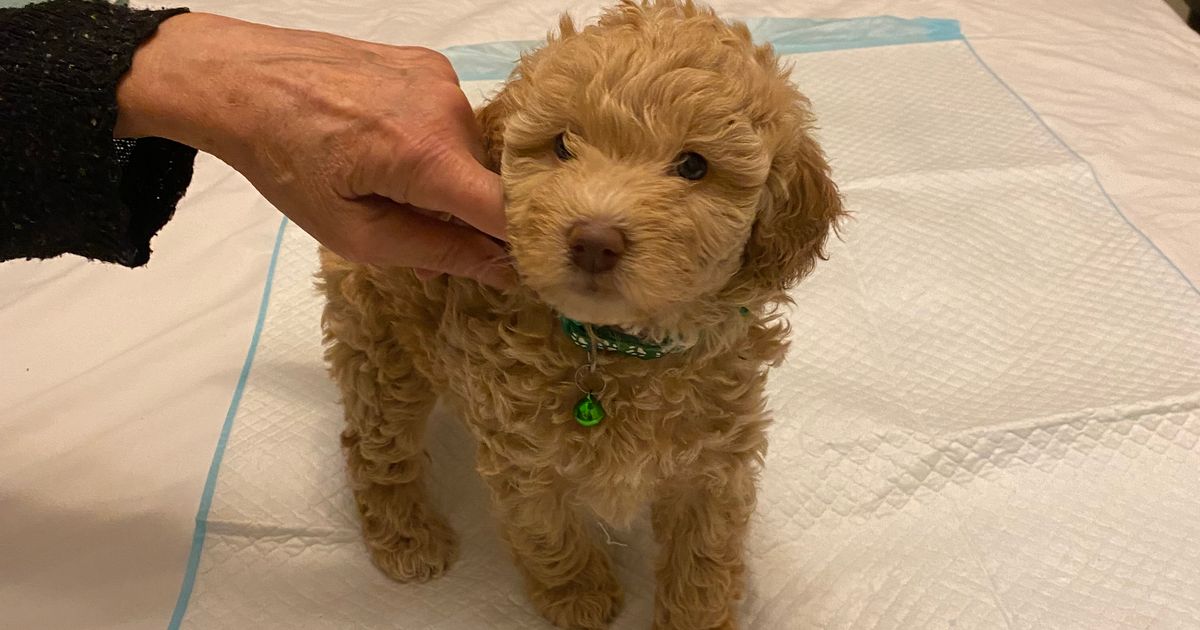 Lofty Lowlands Pups - Lagotto Romagnolo x Poodle puppies., responsible ...