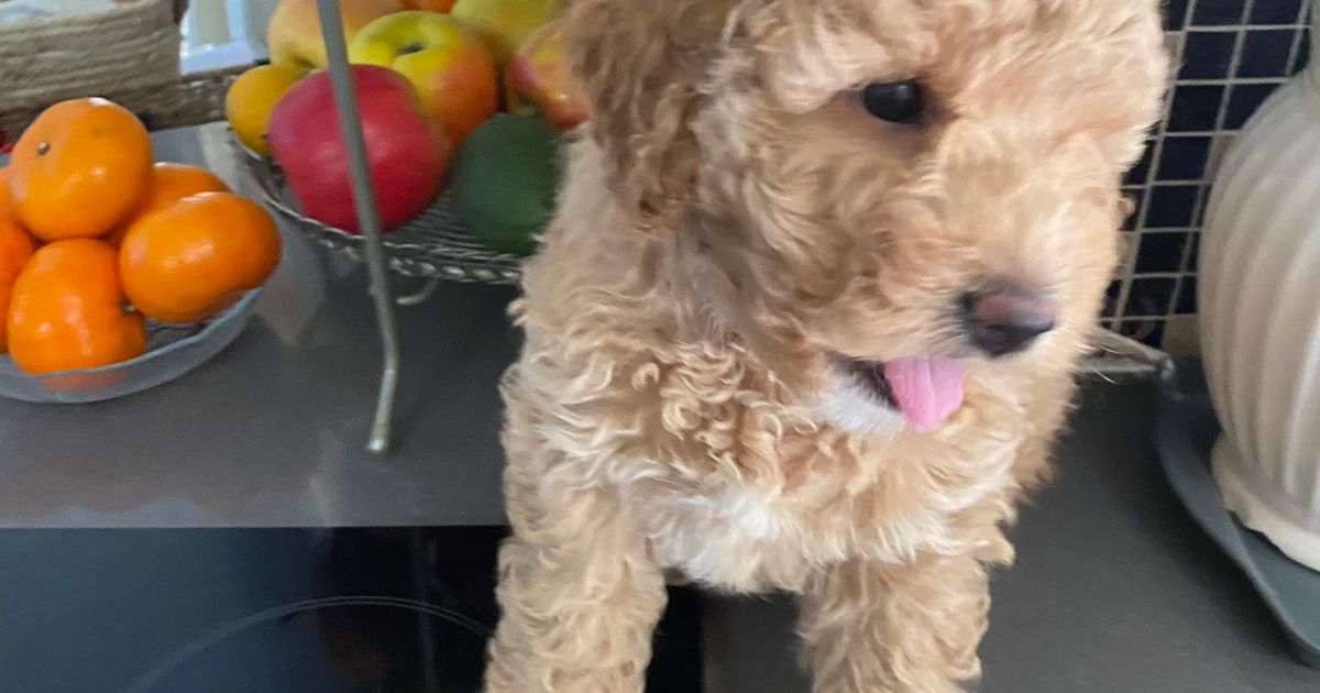 Lofty Lowlands Pups - Lagotto Romagnolo x Poodle puppies., responsible ...