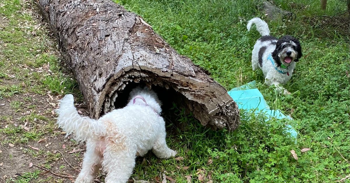 Lofty Lowlands Pups - Lagotto Romagnolo x Poodle puppies., responsible ...