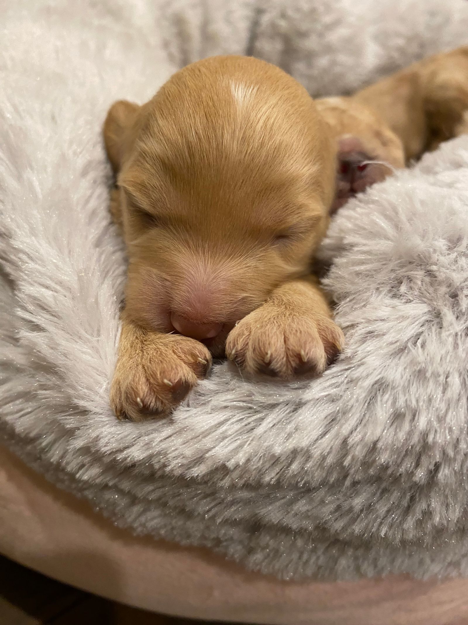 Lofty Lowlands Pups - Lagotto Romagnolo x Poodle puppies., responsible ...