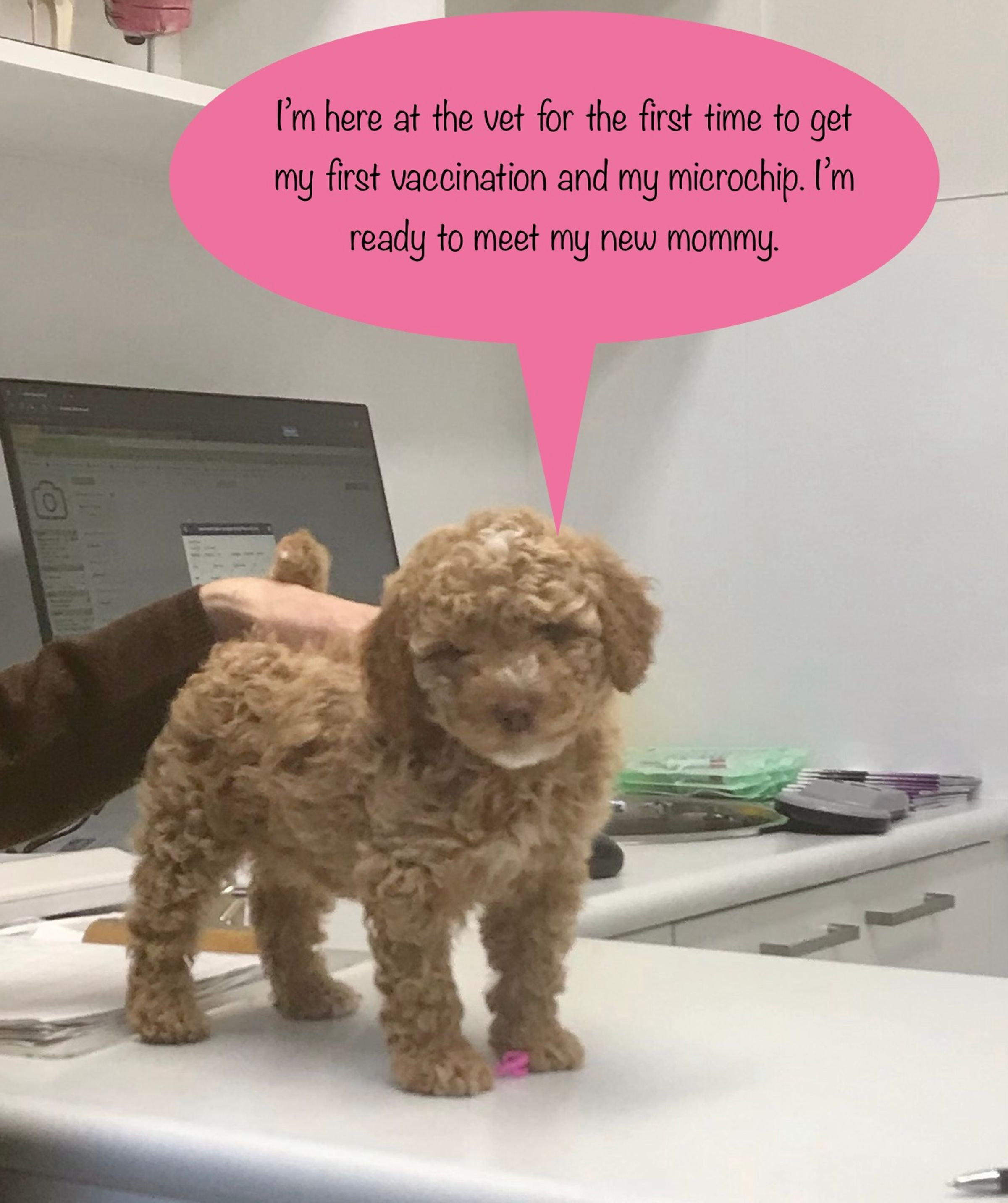 Lofty Lowlands Pups - Lagotto Romagnolo x Poodle puppies., responsible ...