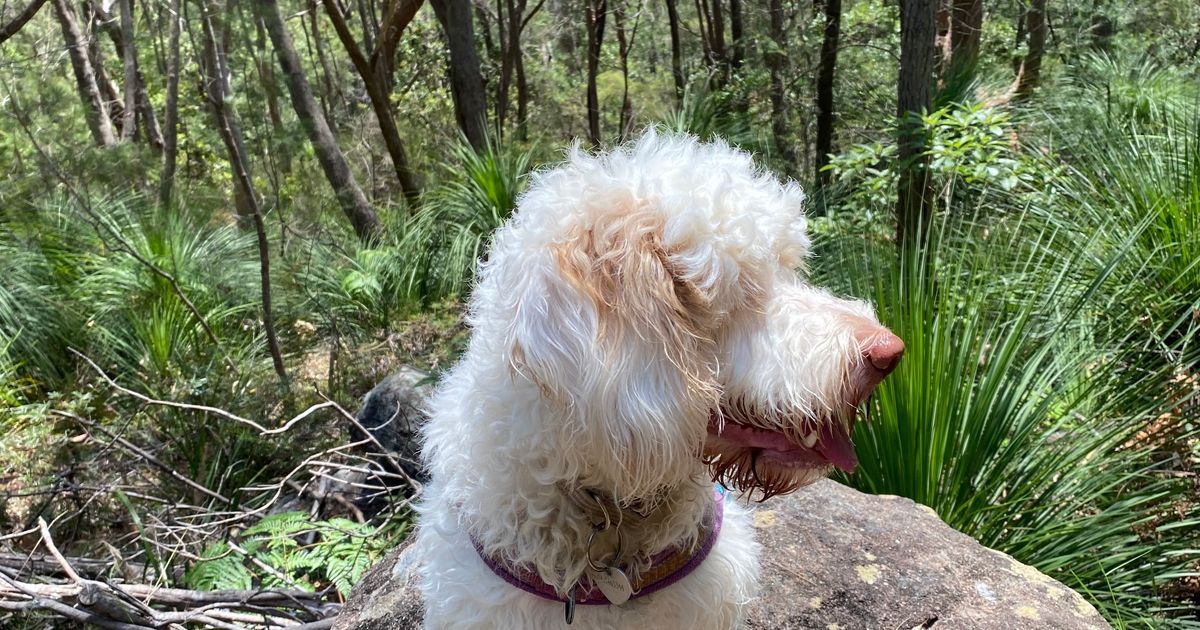 Lofty Lowlands Pups - Lagotto Romagnolo x Poodle puppies., responsible ...