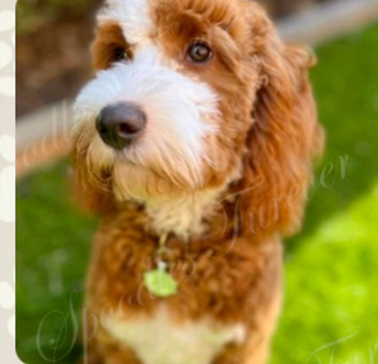 Oodlelife Spoodles, responsible breeder in New South Wales - RightPaw