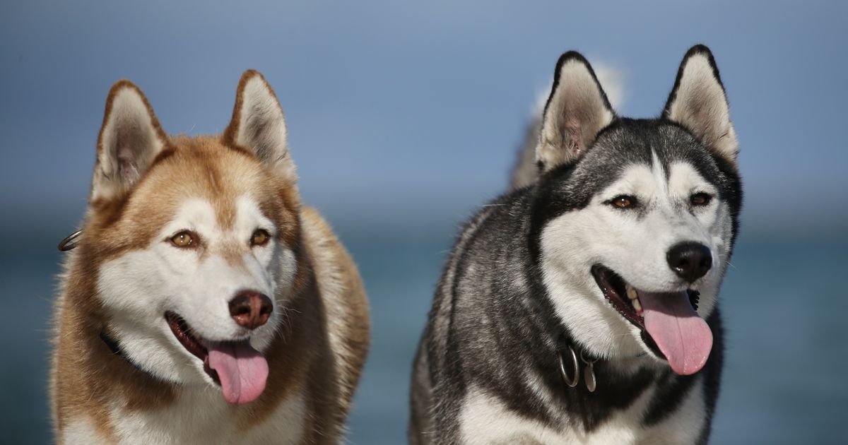 Isinnak Siberian Huskies, responsible breeder in Western Australia ...