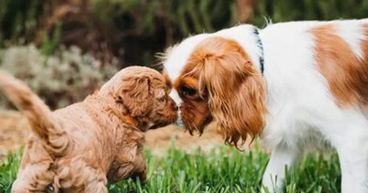 Cooee Cavoodles, responsible breeder in New South Wales - RightPaw