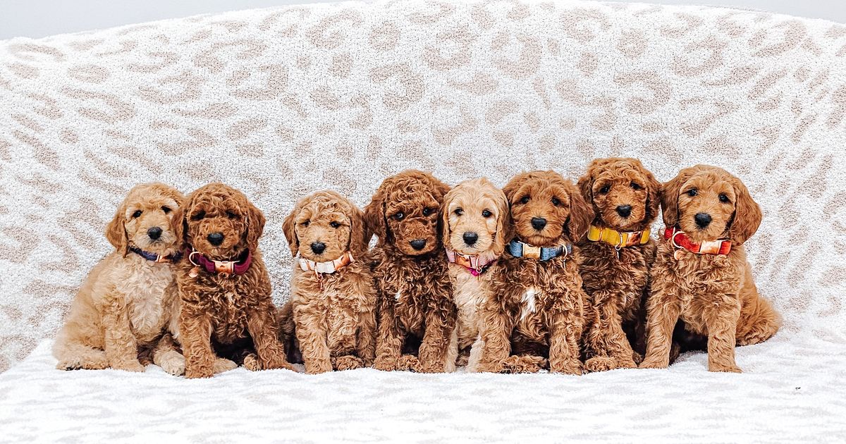 Groodles by Cornelia, responsible breeder in Queensland - RightPaw