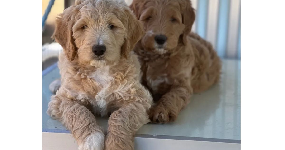 Groodles at Greta, responsible breeder in Victoria - RightPaw
