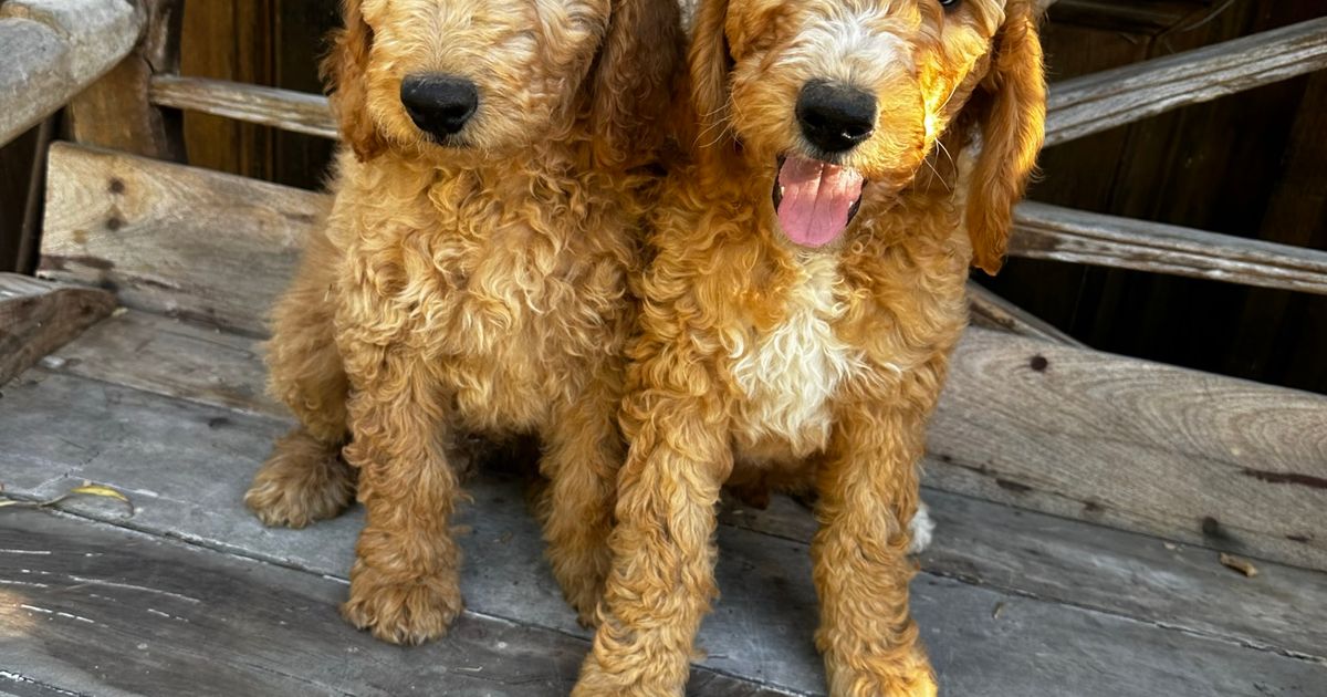 Groodles at Greta, responsible breeder in Victoria - RightPaw