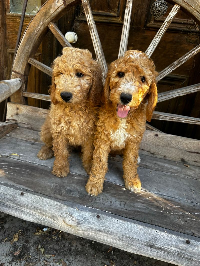 Groodles at Greta, responsible breeder in Victoria - RightPaw