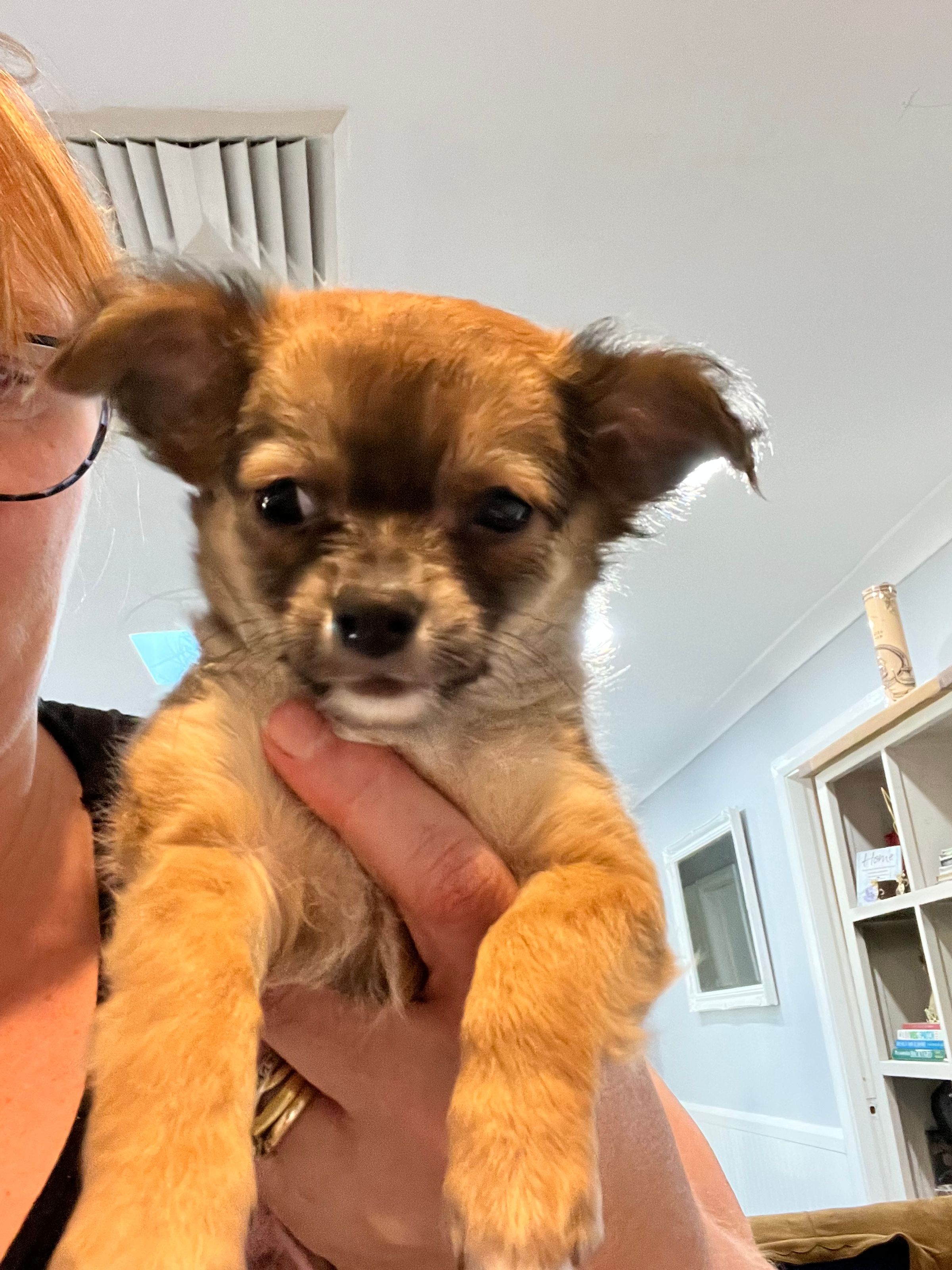 Hebditch chihuahuas, responsible breeder in New South Wales - RightPaw