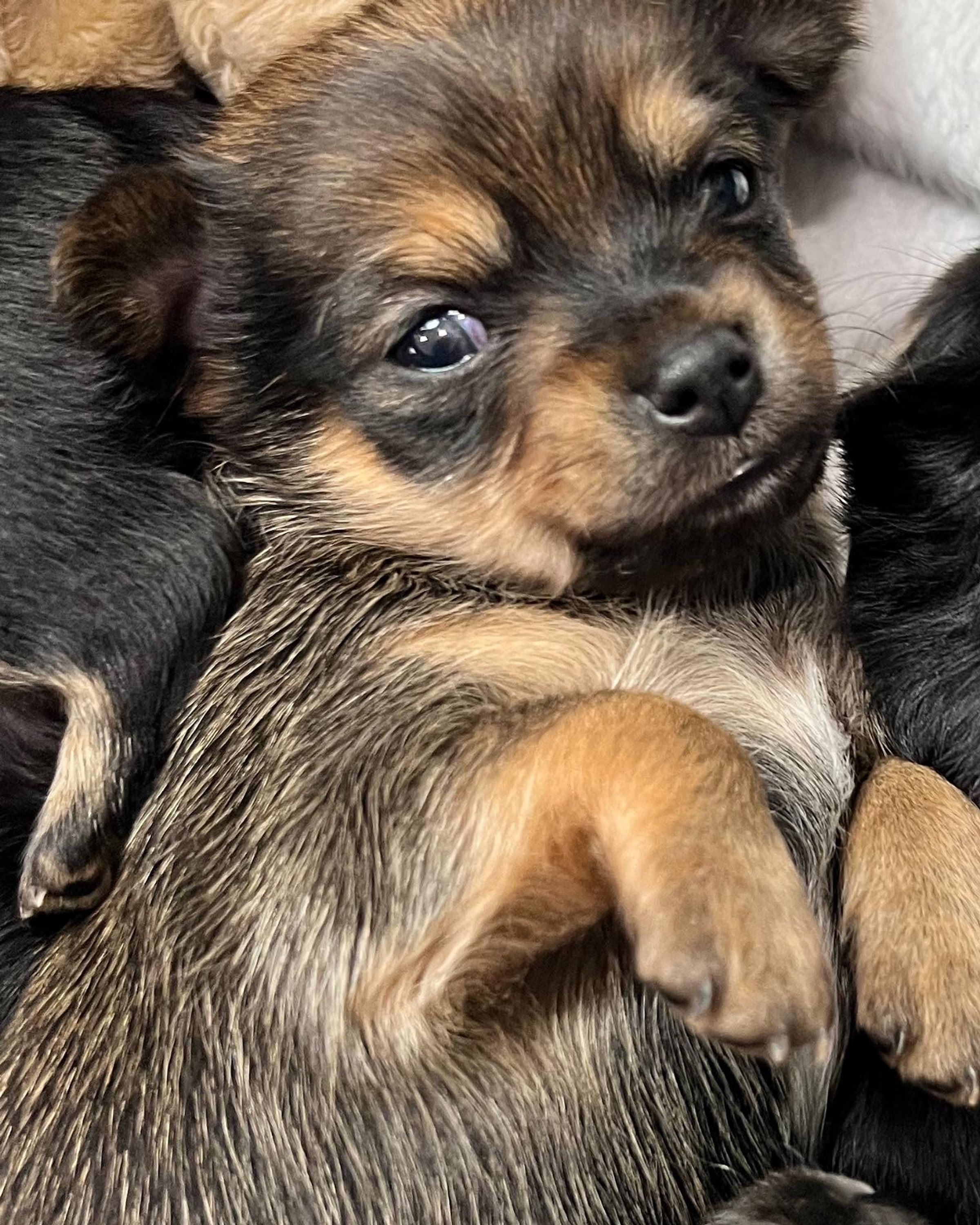 Hebditch chihuahuas, responsible breeder in New South Wales - RightPaw