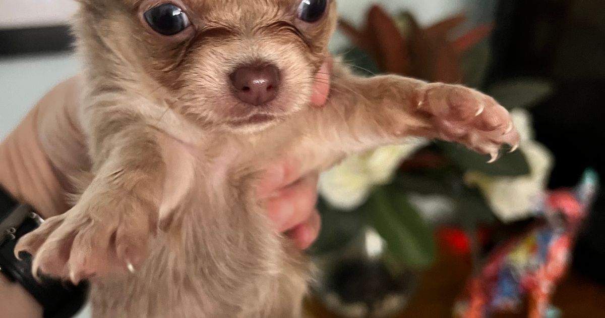 Hebditch chihuahuas, responsible breeder in New South Wales - RightPaw