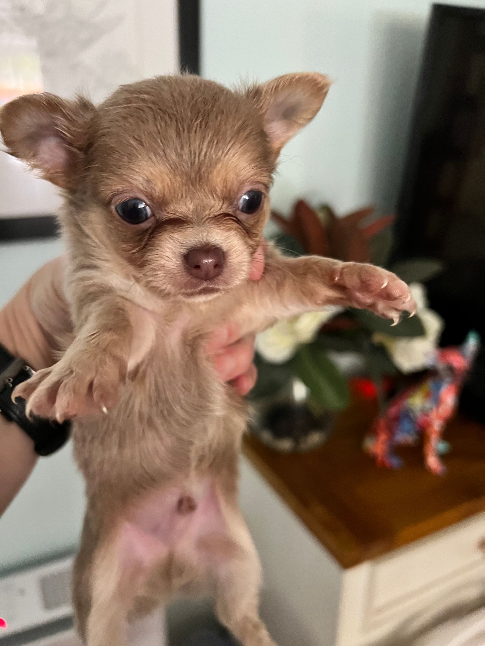 Hebditch chihuahuas, responsible breeder in New South Wales - RightPaw