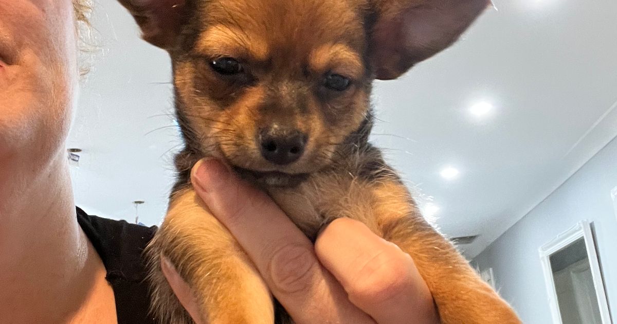 Hebditch chihuahuas, responsible breeder in New South Wales - RightPaw