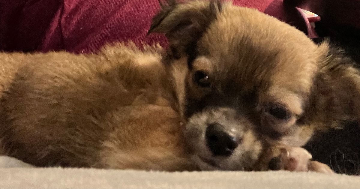 Hebditch chihuahuas, responsible breeder in New South Wales - RightPaw