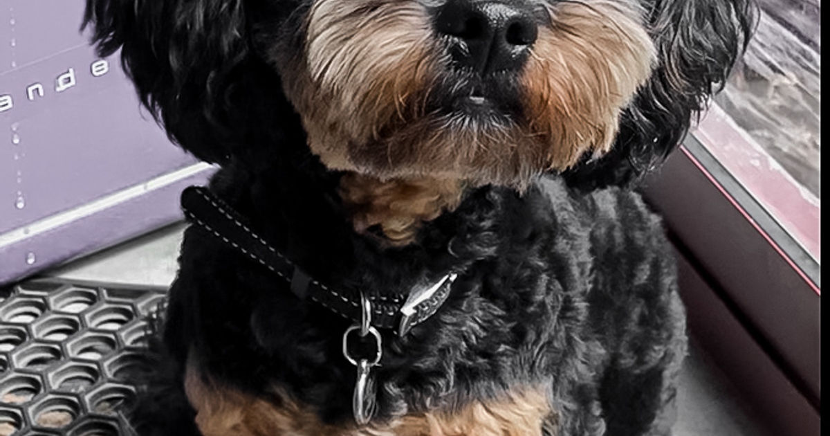 Family Dogs Victoria Moodles, responsible breeder in Victoria - RightPaw