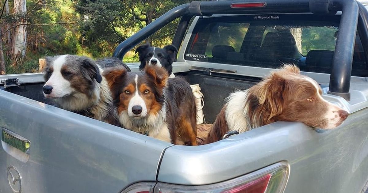 Blue Valley Ranch, responsible breeder in Victoria - RightPaw
