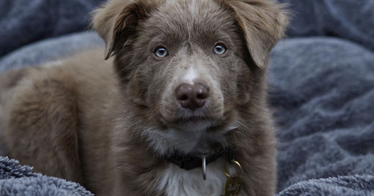 Blue Valley Ranch, responsible breeder in Victoria - RightPaw