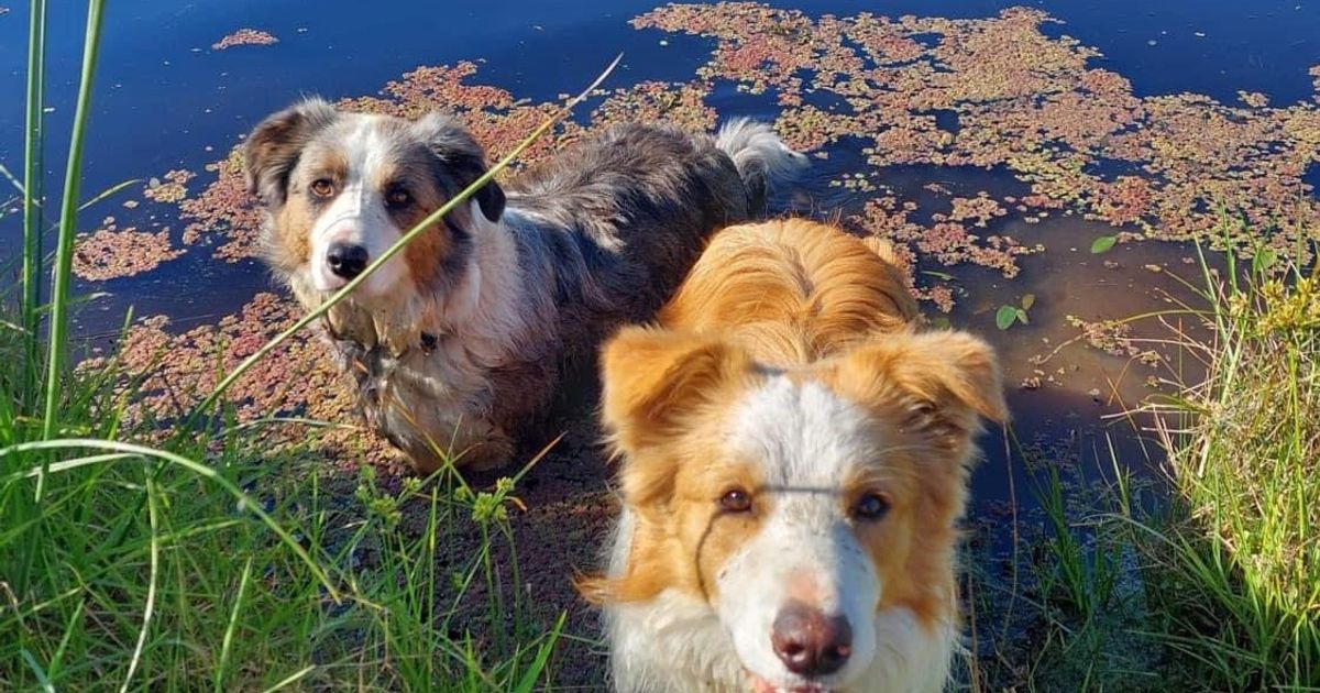 Blue Valley Ranch, responsible breeder in Victoria - RightPaw