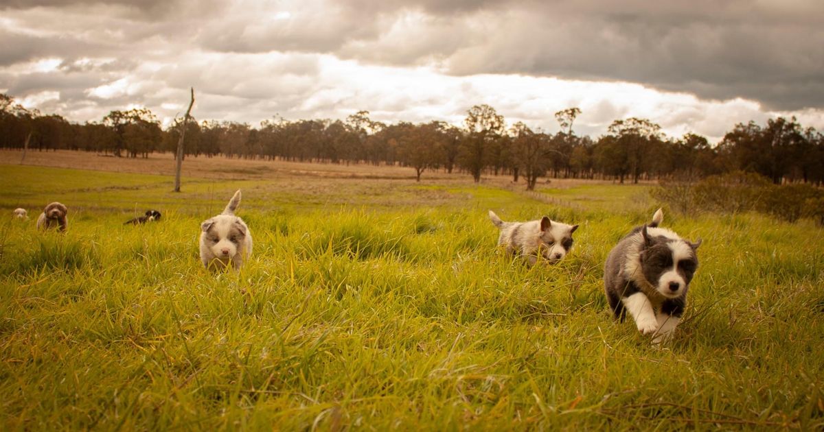 Blue Valley Ranch, responsible breeder in Victoria - RightPaw