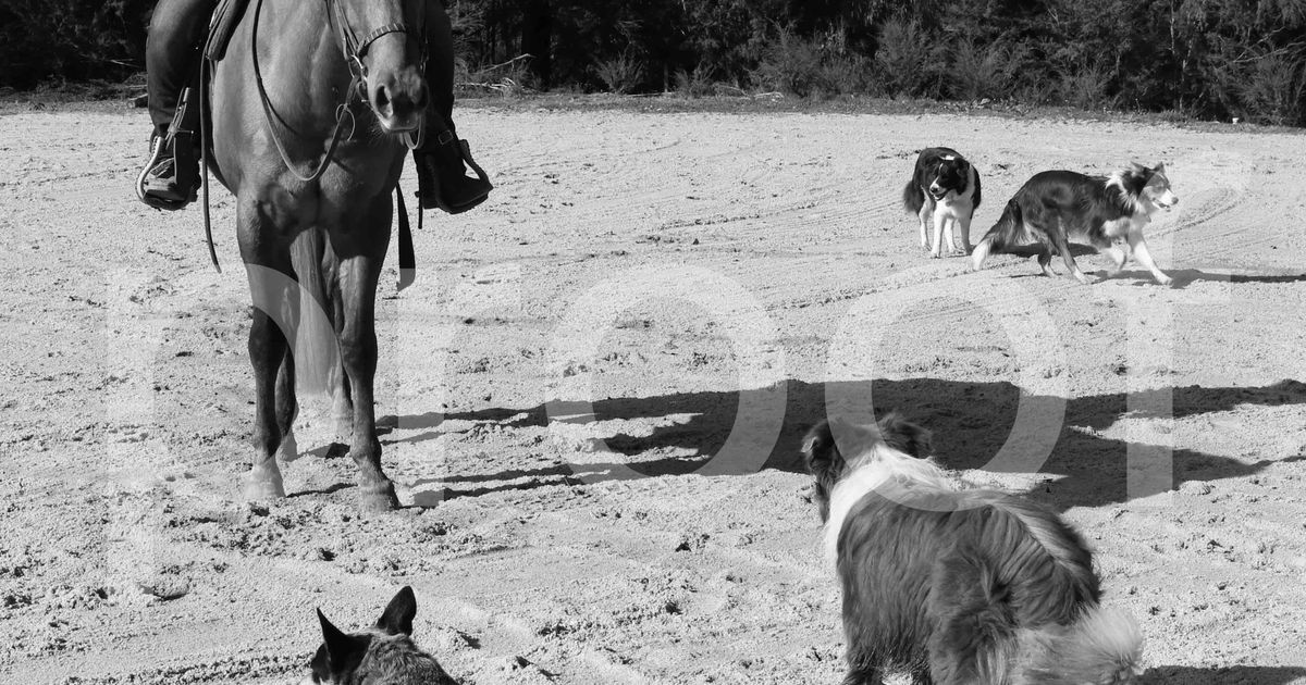 Blue Valley Ranch, responsible breeder in Victoria - RightPaw