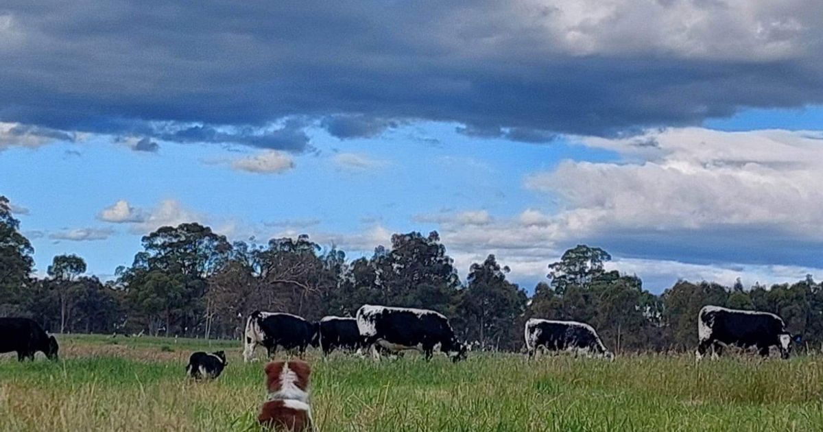 Blue Valley Ranch, responsible breeder in Victoria - RightPaw